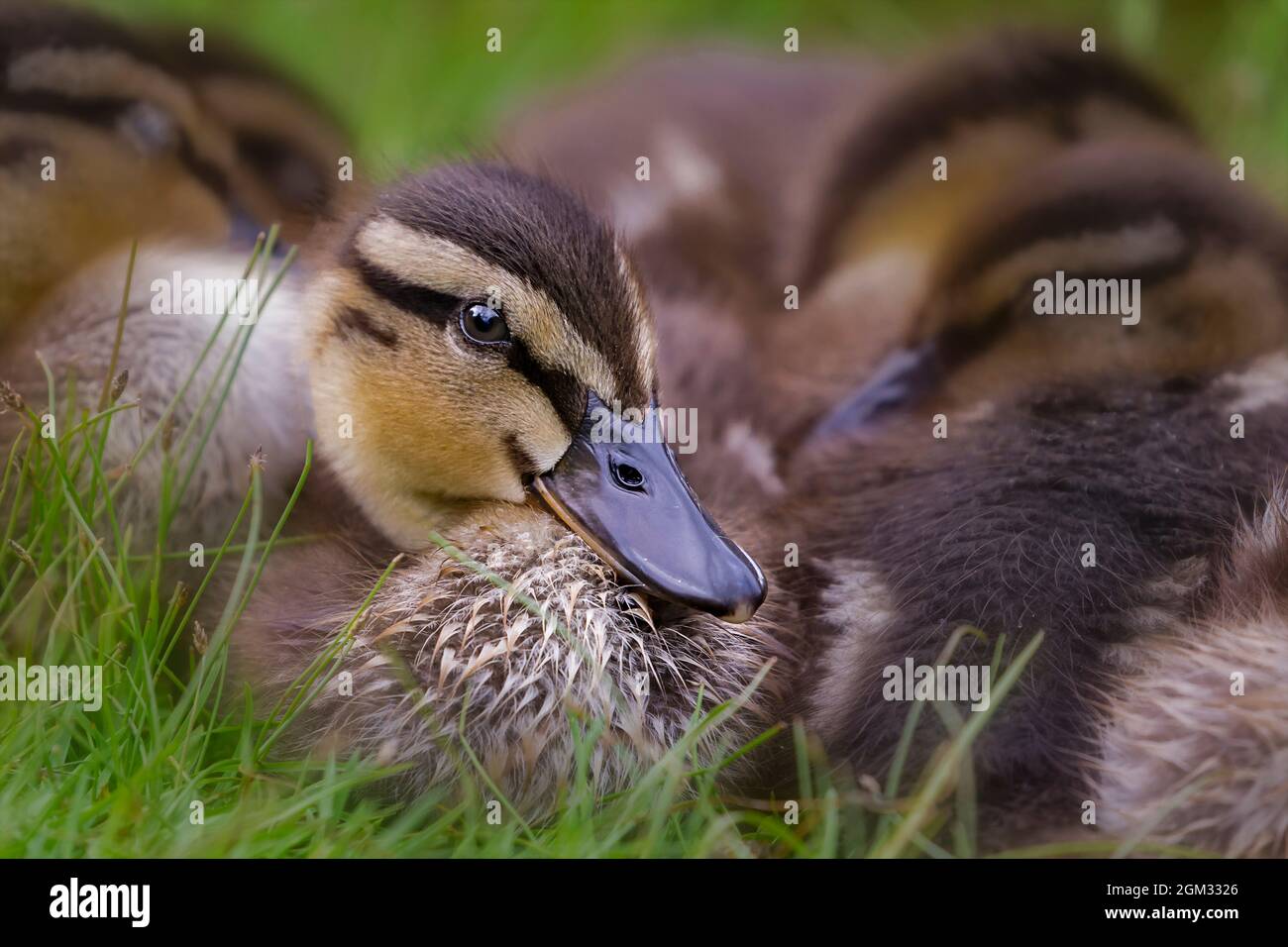 Ducklings Cuddling - Hybrid baby ducklings cuddle and sleep together by ...