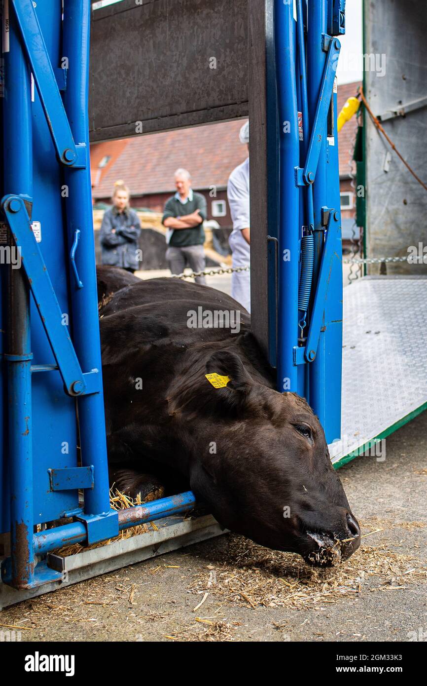 Bolt gun cattle hi-res stock photography and images - Alamy
