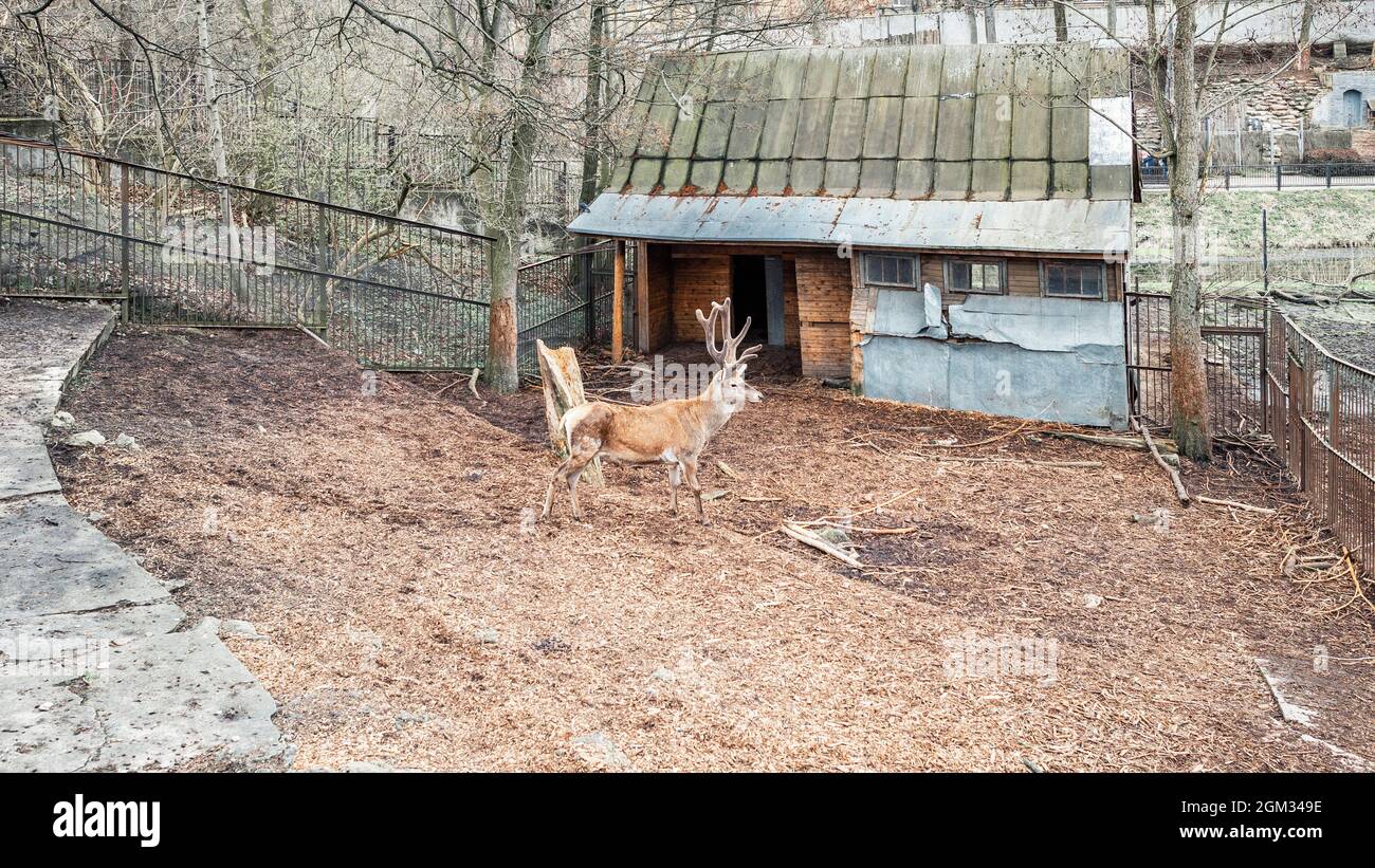 Red deer in zoo hi-res stock photography and images - Alamy