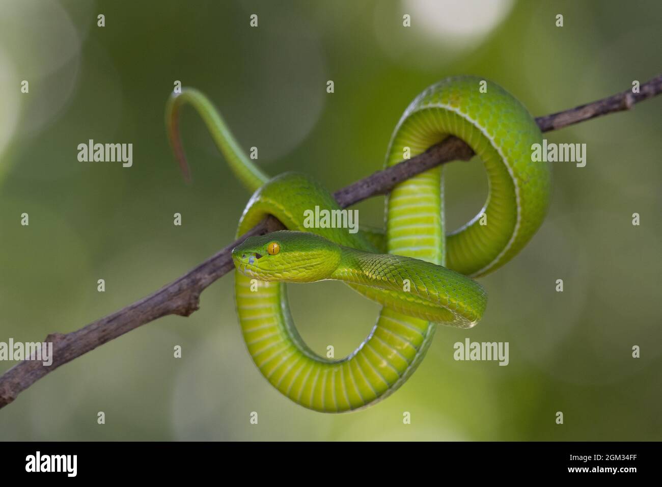 White lipped pit viper thailand hi-res stock photography and images - Alamy