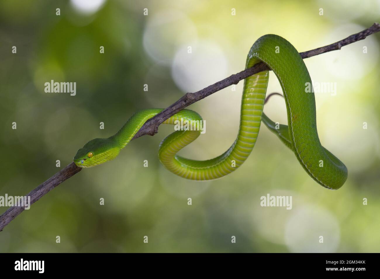 Head extended, tail down hangingWhite-lipped Pit Viper, Trimeresurus ...