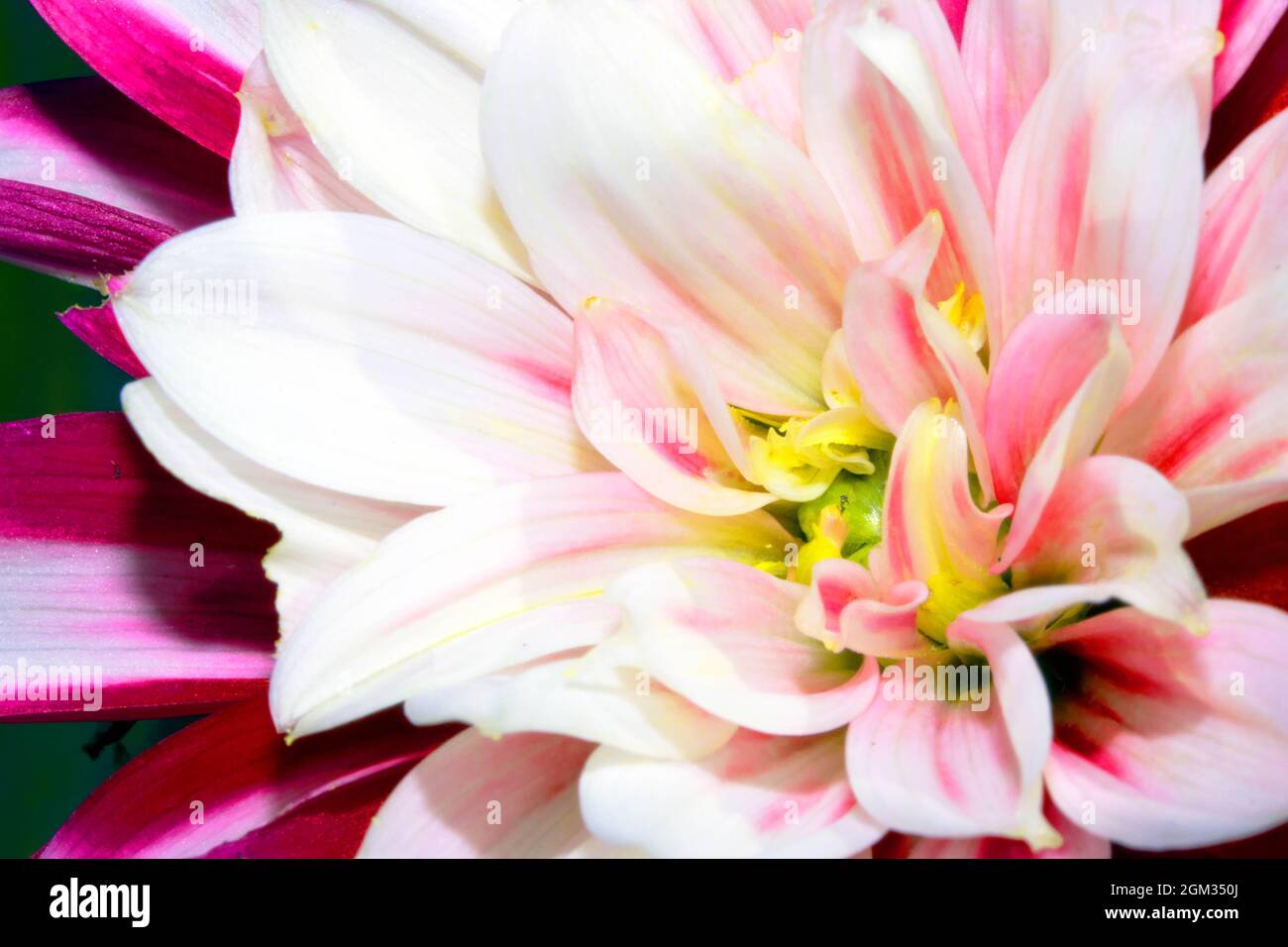 A Close Up of Pink Flower Stem and Petals Stock Photo - Alamy