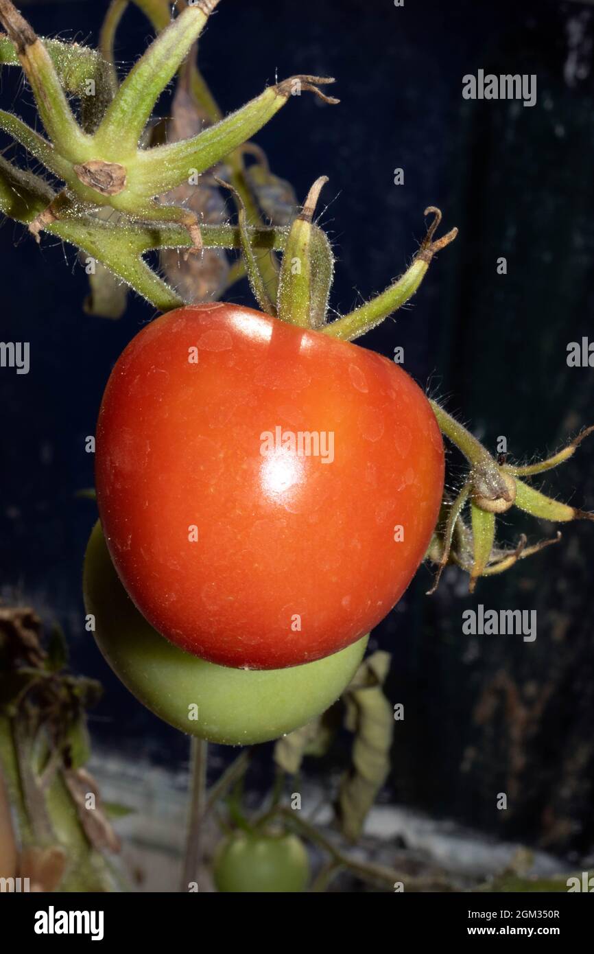 A Close Up of Tomato Plant Stock Photo - Alamy