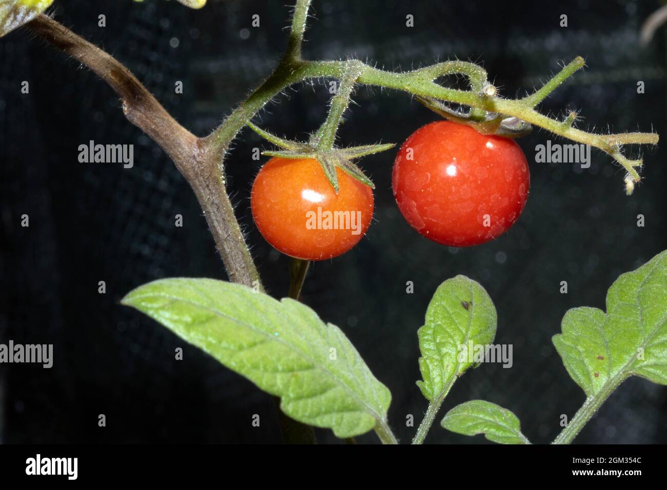 A Close Up of Tomato Plant Stock Photo - Alamy