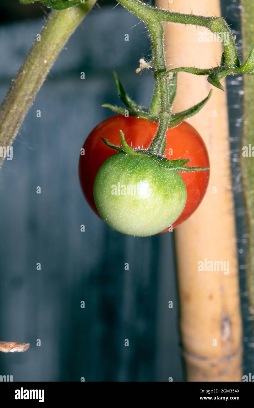 A Close Up of Tomato Plant Stock Photo - Alamy