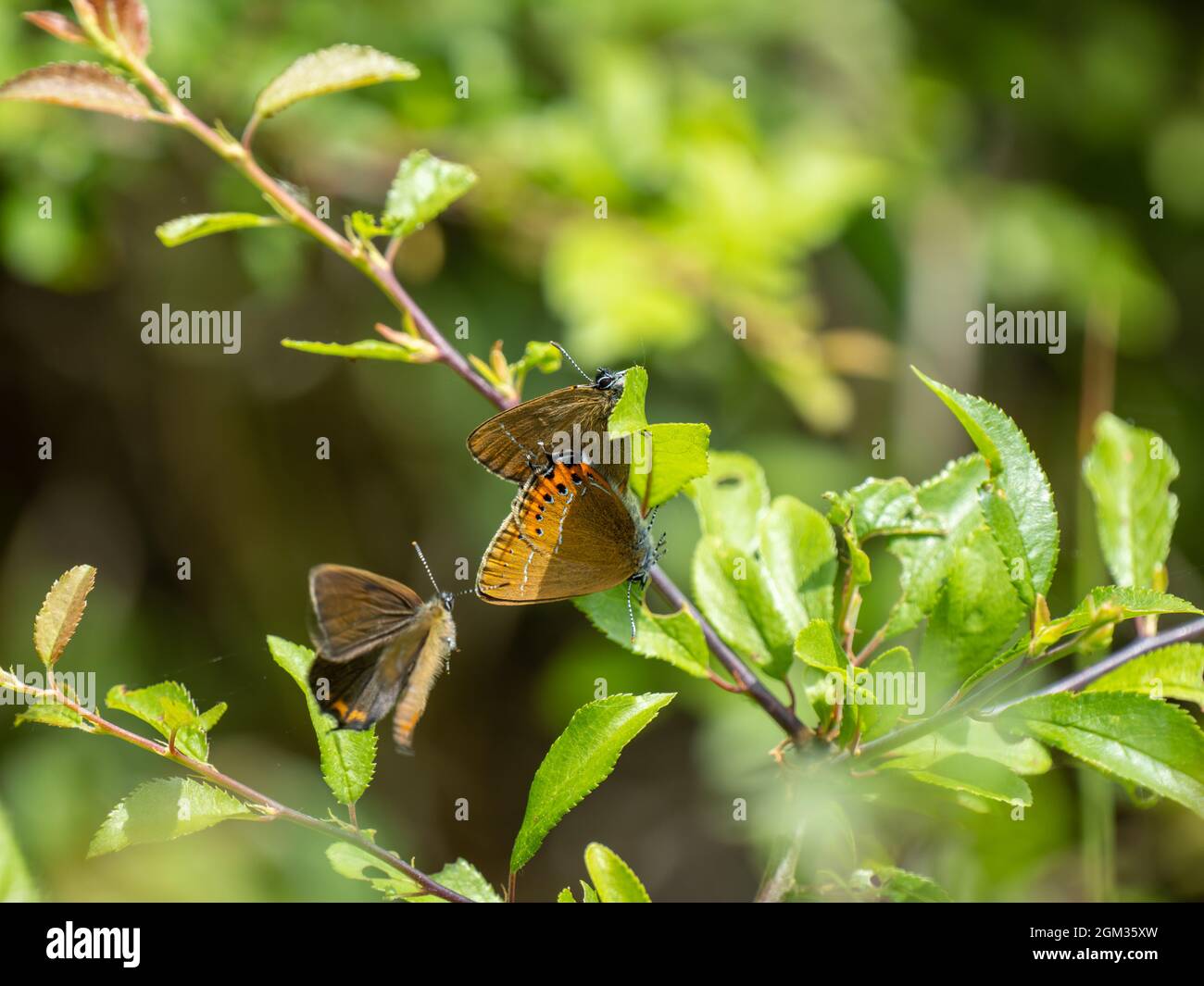 Black Hairstreak Butterflies Mating With Another Male Interloping Stock ...