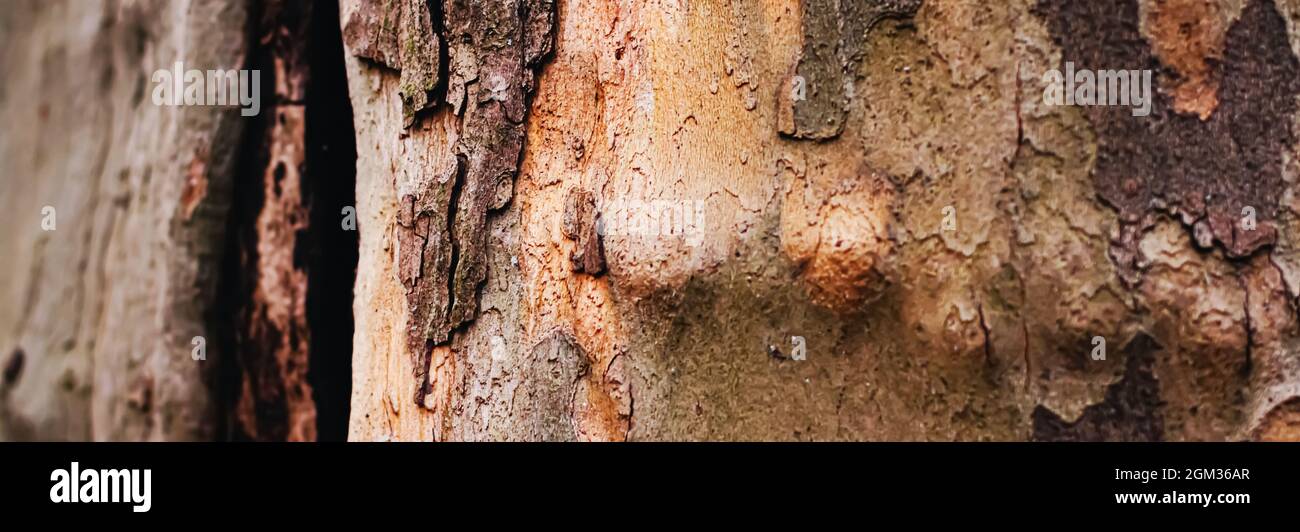 Natural wood, tree texture as wooden background, environment and nature ...