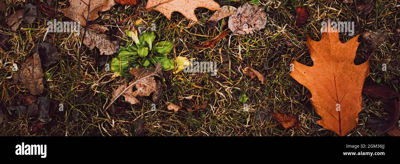 Dry leaves on the ground in autumn, cold weather and fall season Stock ...