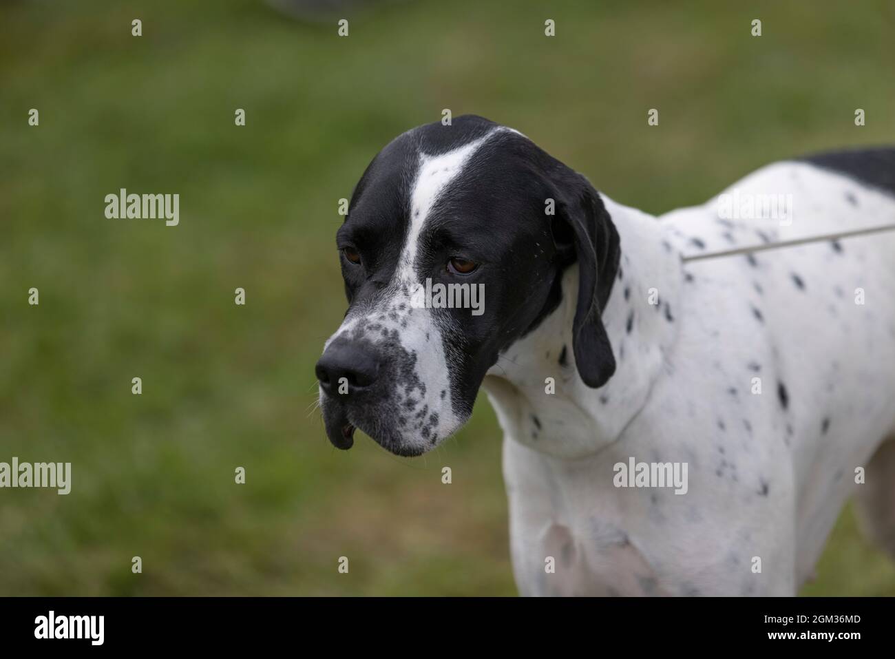English pointer hi-res stock photography and images - Alamy
