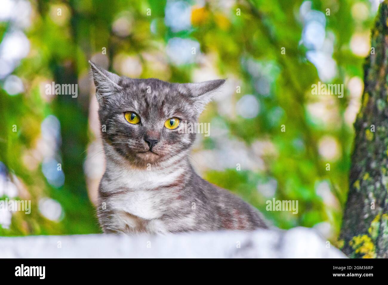 Beautiful cute cat with yellow eyes in nature green background in Minsk ...