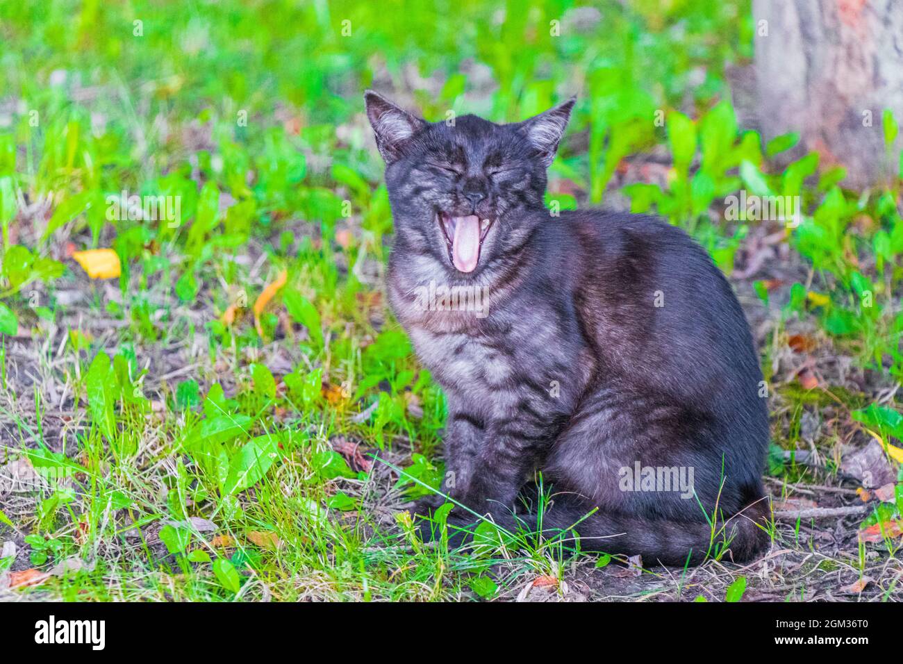 Beautiful cute cat with yellow eyes in nature green background in Minsk ...