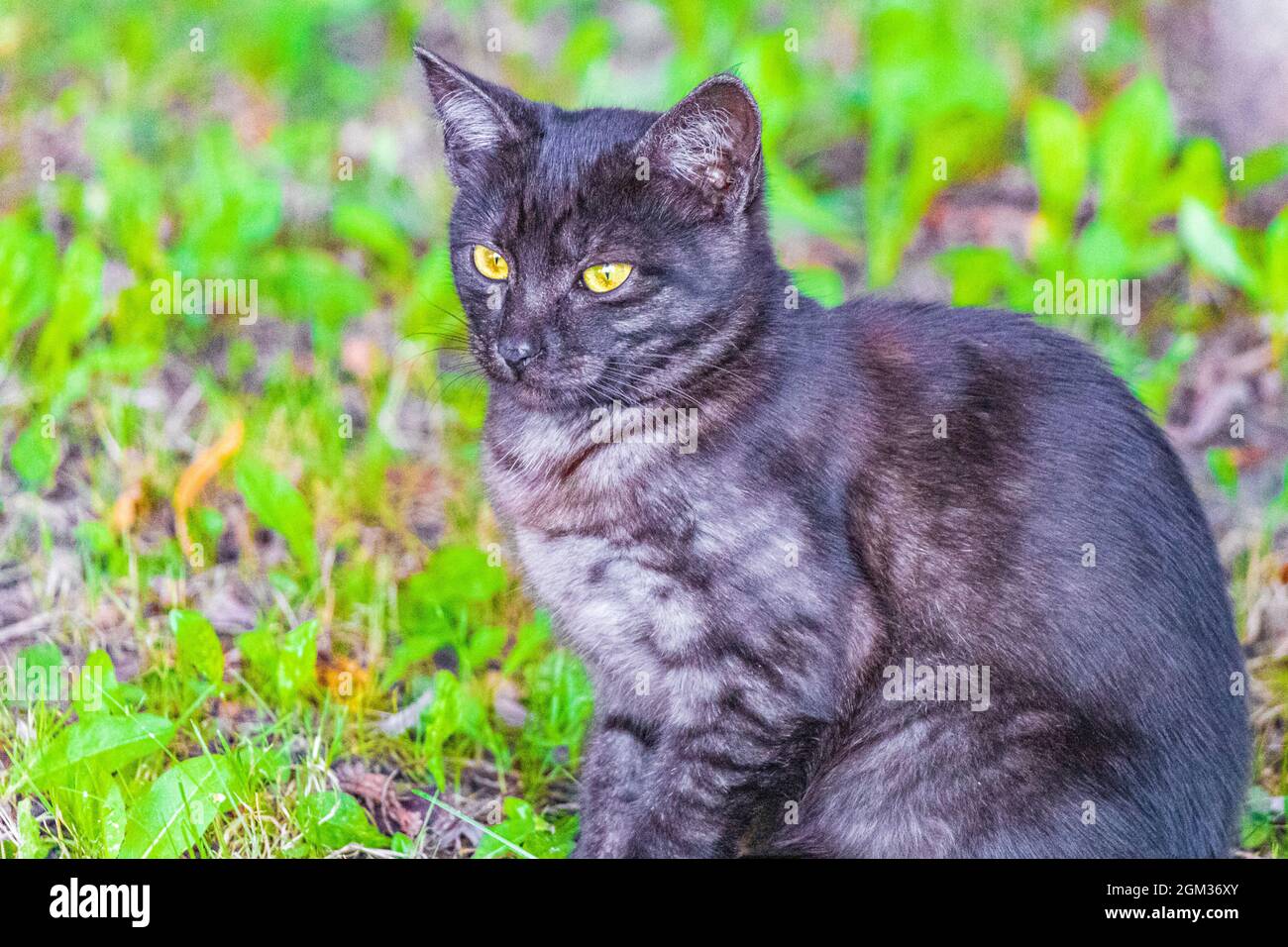 Beautiful cute cat with open mouth in nature green background in Minsk ...