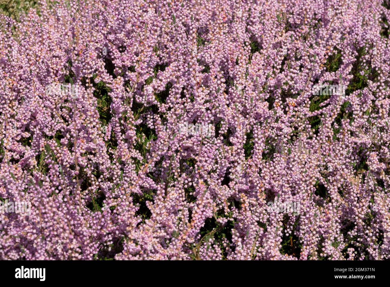 Purple Ling Calluna vulgaris 'Elsie Purnell' Stock Photo - Alamy
