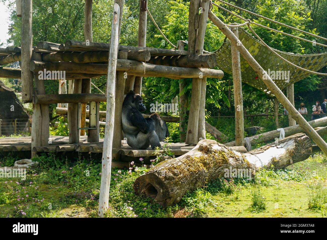 Gorilla House High Resolution Stock Photography and Images - Alamy