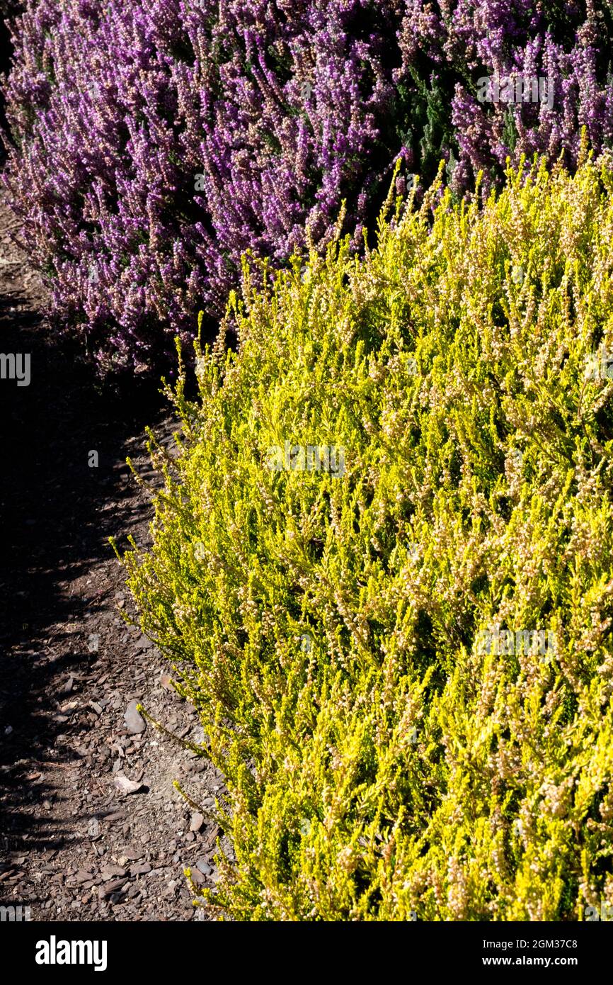 Calluna vulgaris ‘gold haze’ hi-res stock photography and images - Alamy