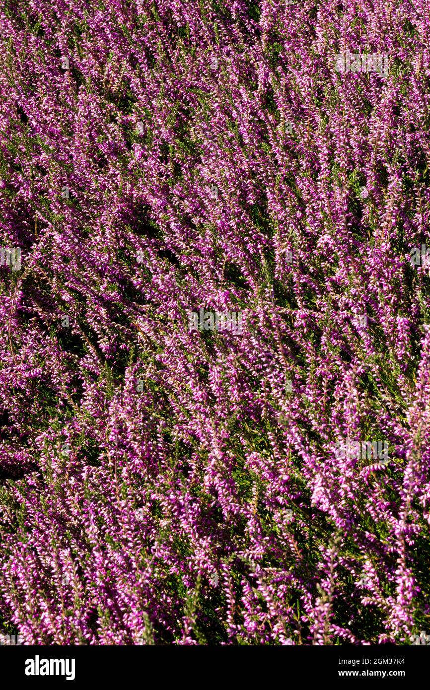 Calluna vulgaris Adrie Garden Heather Late summer purple Stock Photo ...