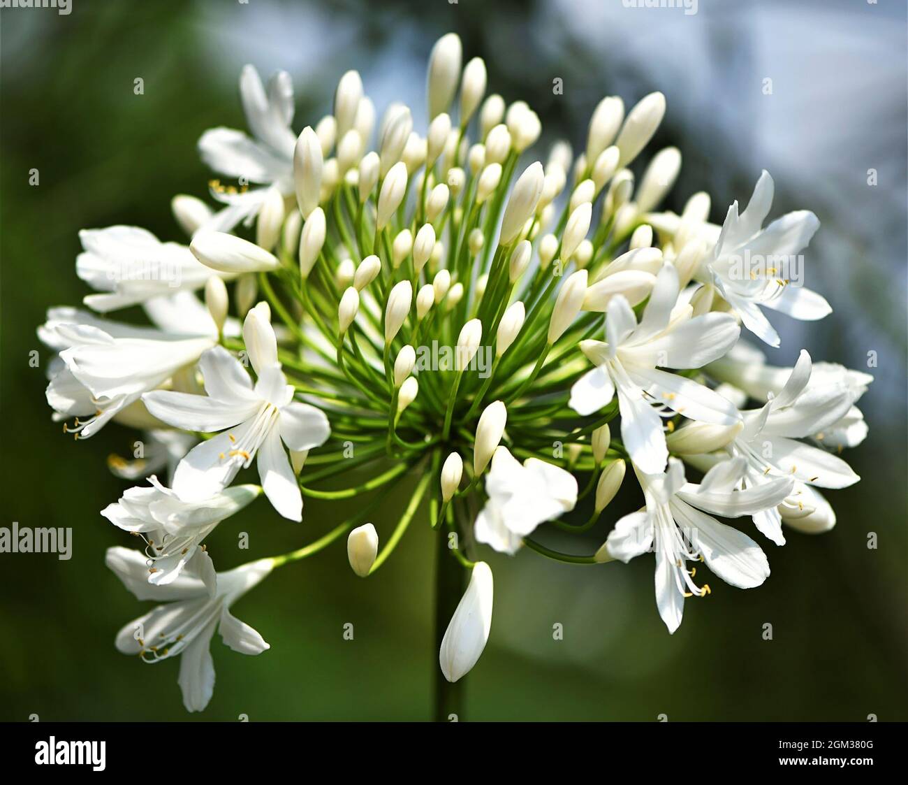 Agapanthus - Cape Lily Stock Photo - Alamy