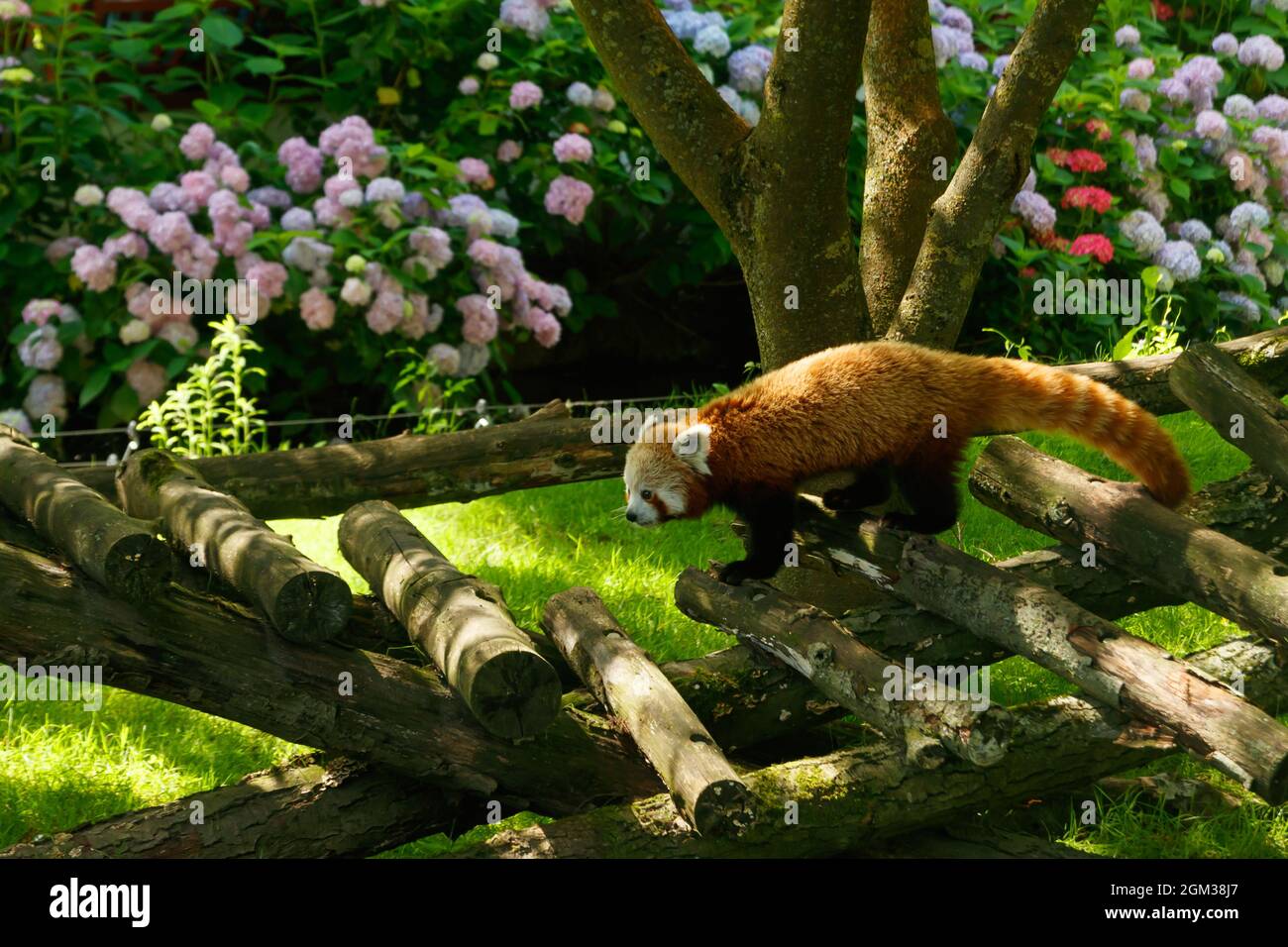 Cute red panda walking on logs at summer Stock Photo - Alamy