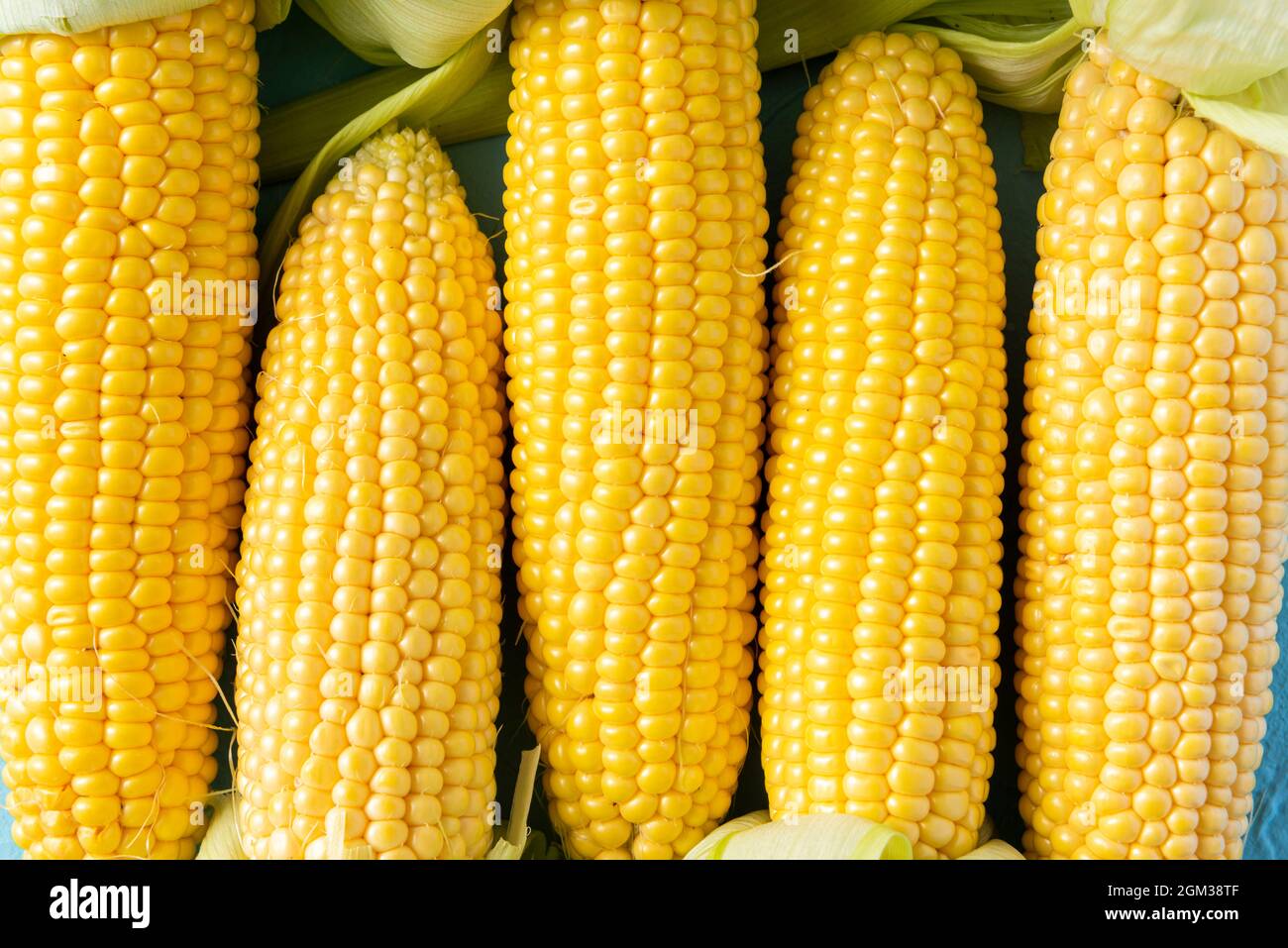 Bio Corn Cob with Husk. Vegetable Crop. Table Top View Stock Photo - Alamy