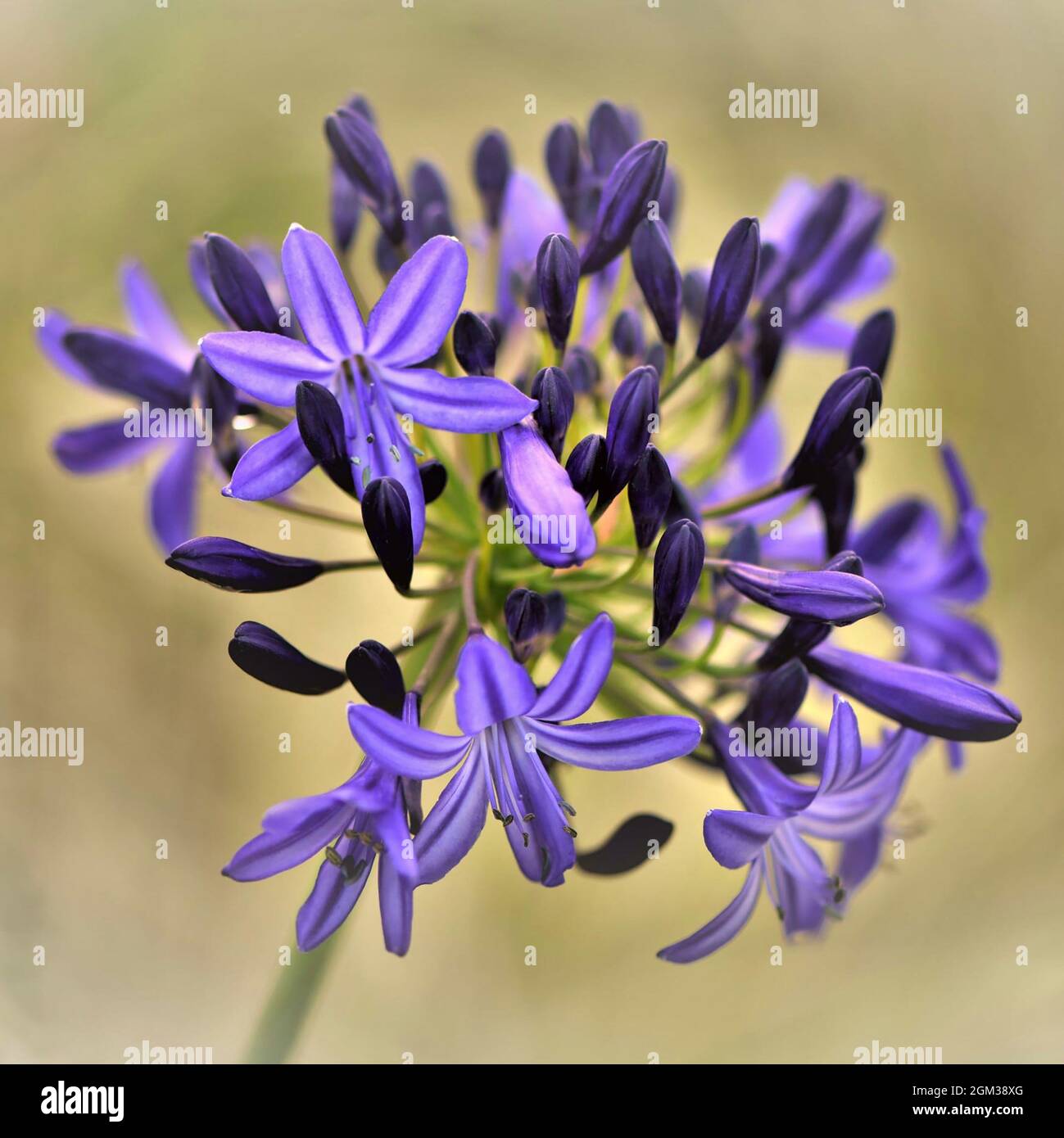 Agapanthus 'Northern Star' - Cape Lily Stock Photo - Alamy