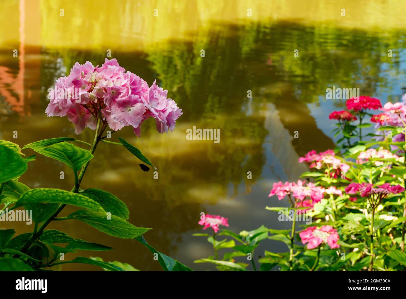 Hydrangea japan bushes hi-res stock photography and images - Alamy