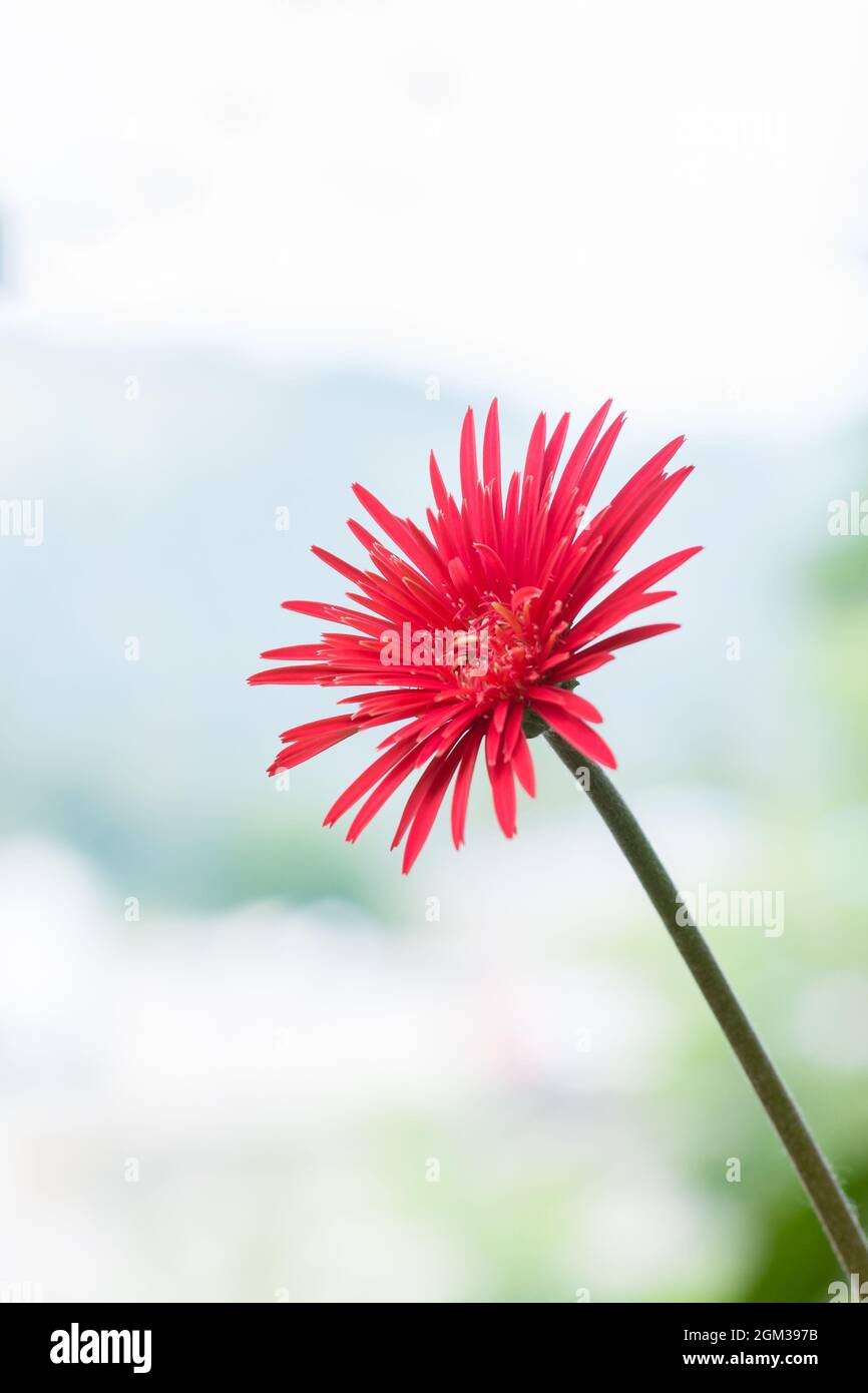 Dark Red Gerbera Daisy