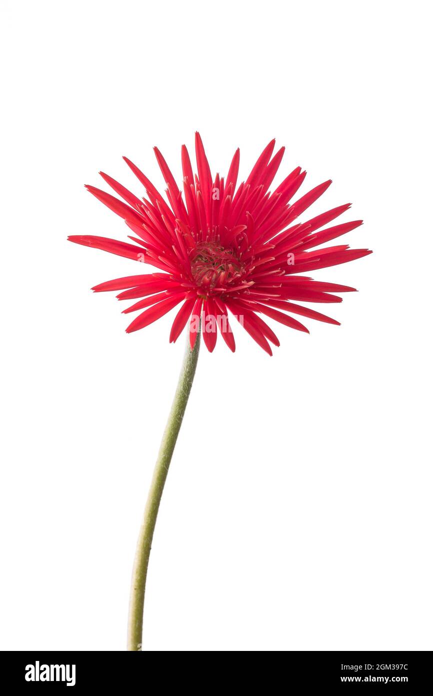 dark red gerbera daisy flower isolated on white background Stock Photo ...