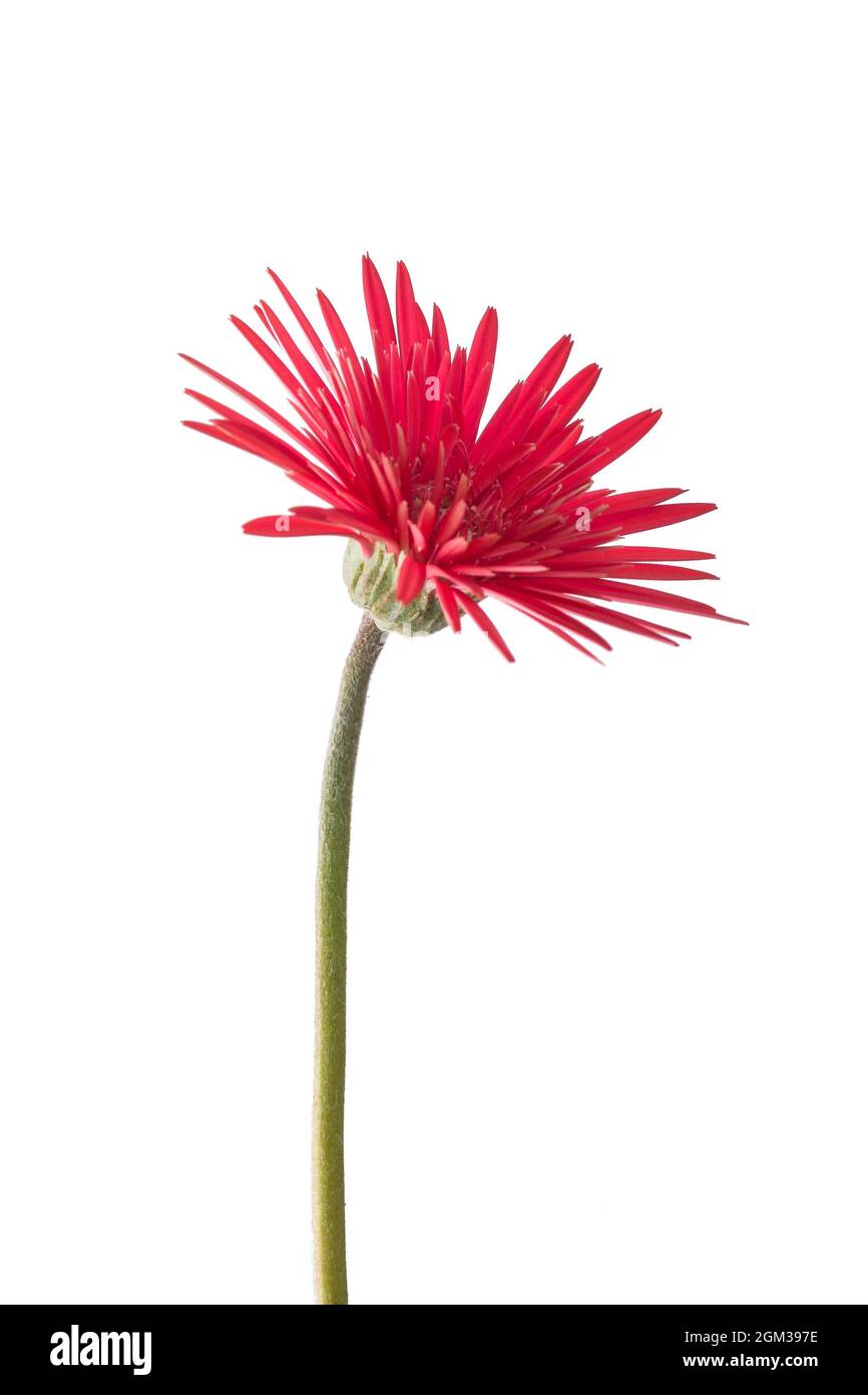 dark red gerbera daisy flower isolated on white background Stock Photo ...