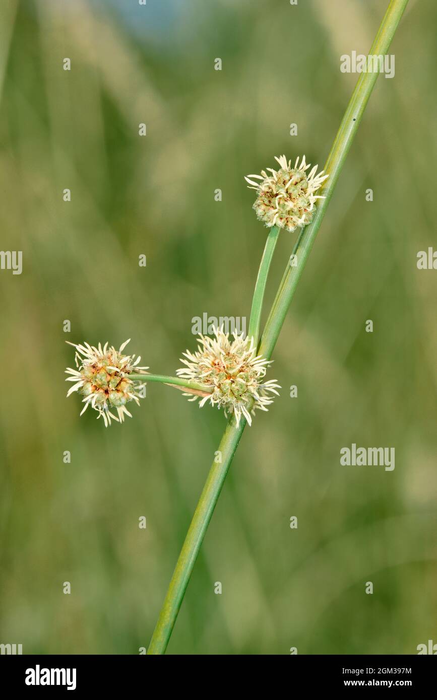 Round-headed Club-rush - Scirpoides holoschoenus Stock Photo - Alamy