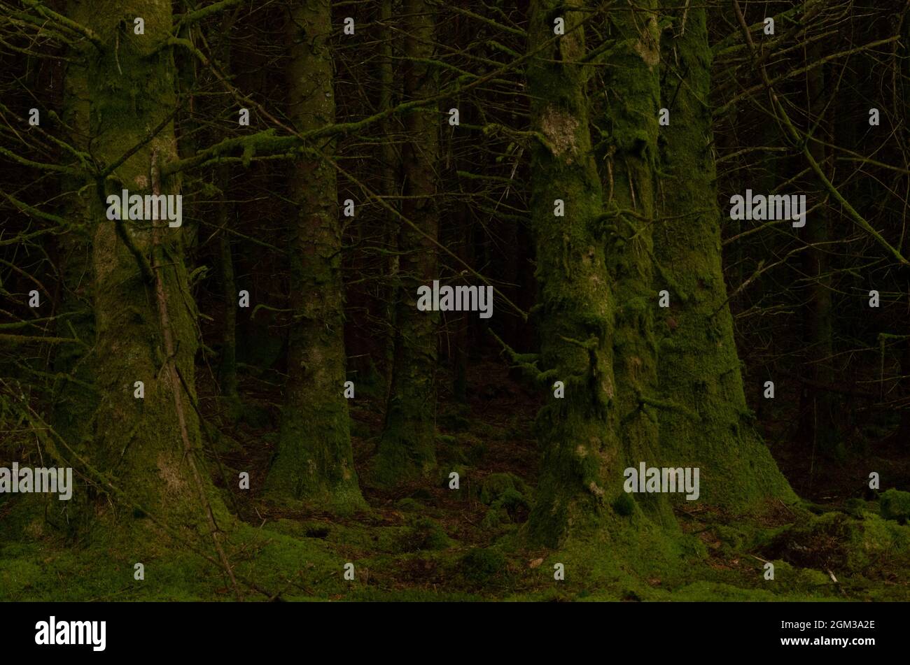 Dark moss covered trees in Galloway Forest Park, Scotland Stock Photo ...