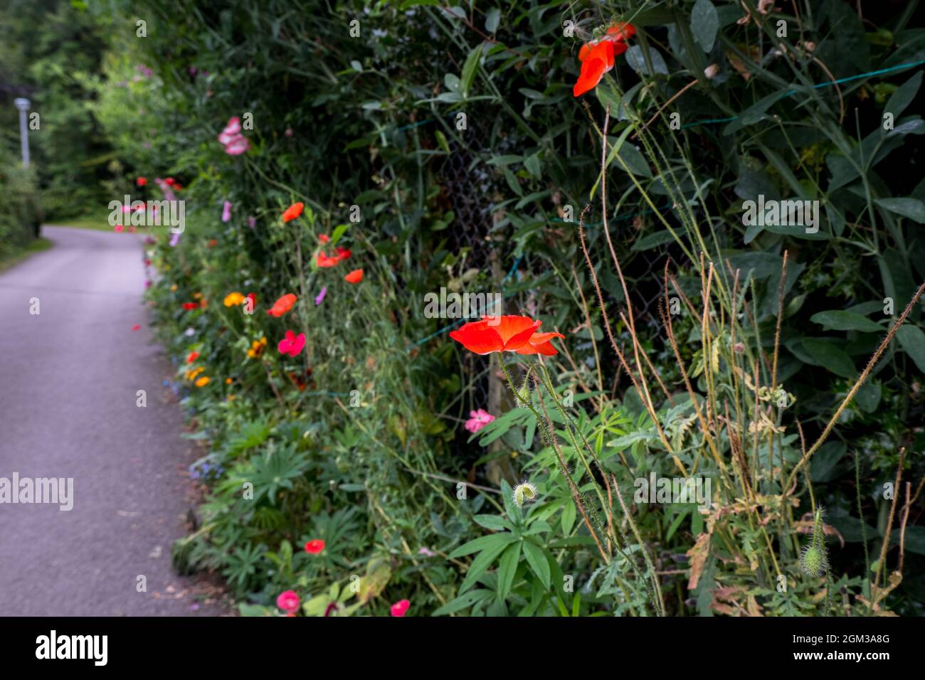 Summer hedgerow flowers hi-res stock photography and images - Alamy
