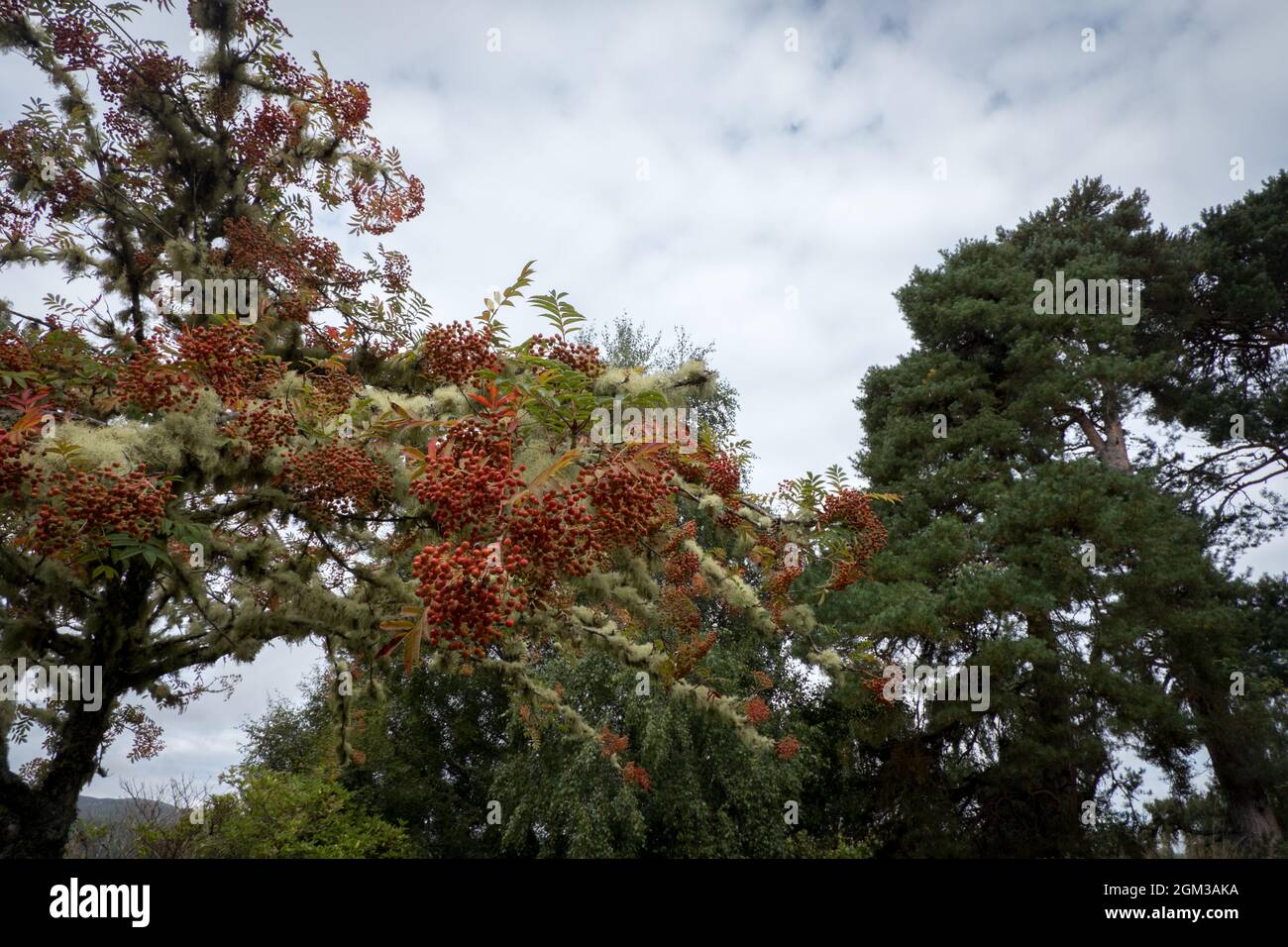 Trees next to Loch Ness Stock Photo - Alamy