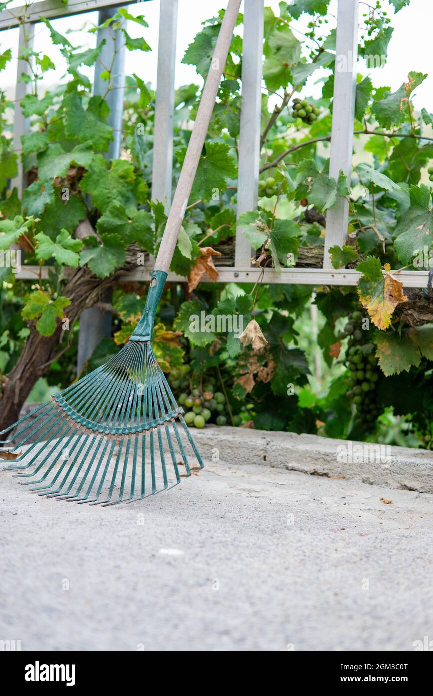 Cleaning rake leaning on a fence in a natural orchard Stock Photo - Alamy