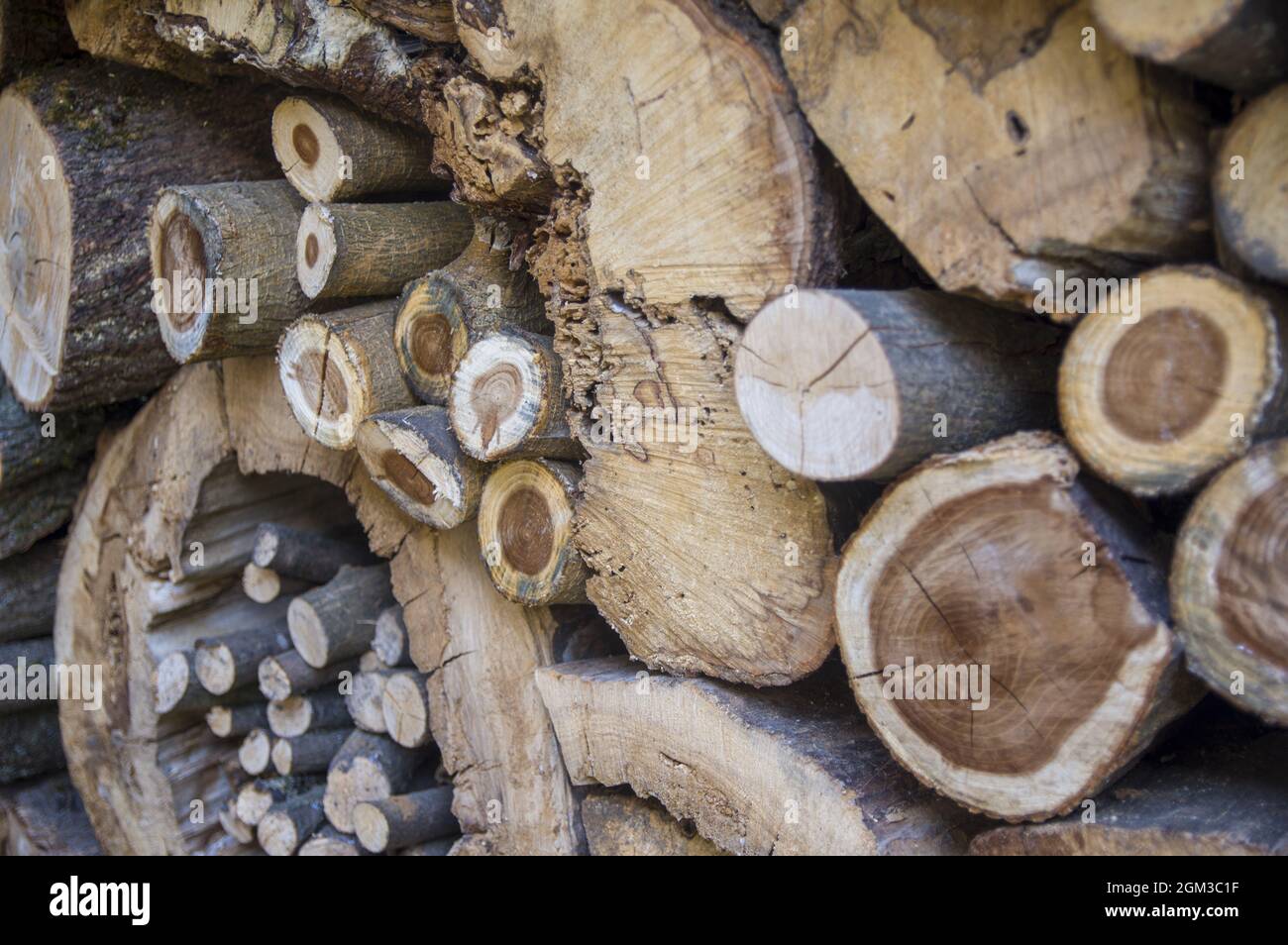 Natural Teak Wood Log