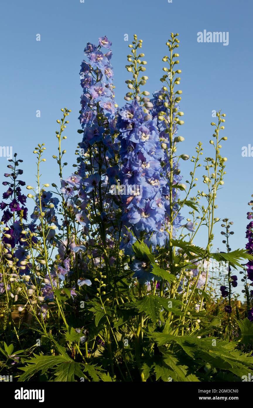 Delphinium spikes with a blue sky background Stock Photo - Alamy