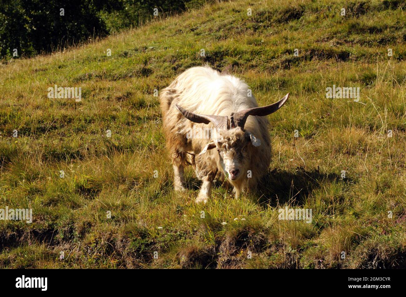 Alpi al pascolo hi-res stock photography and images - Alamy