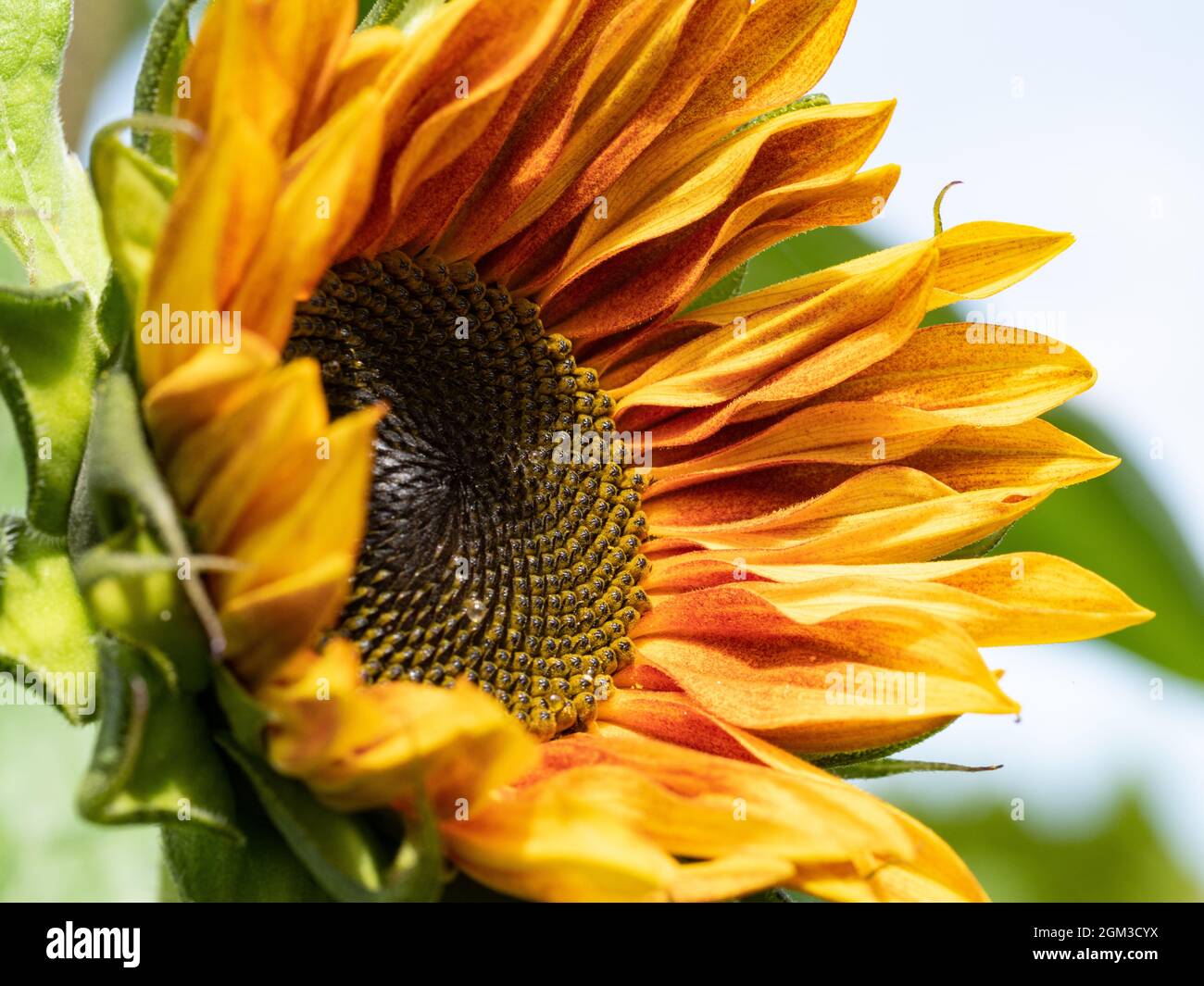 Sunflower head in full bloom Stock Photo - Alamy