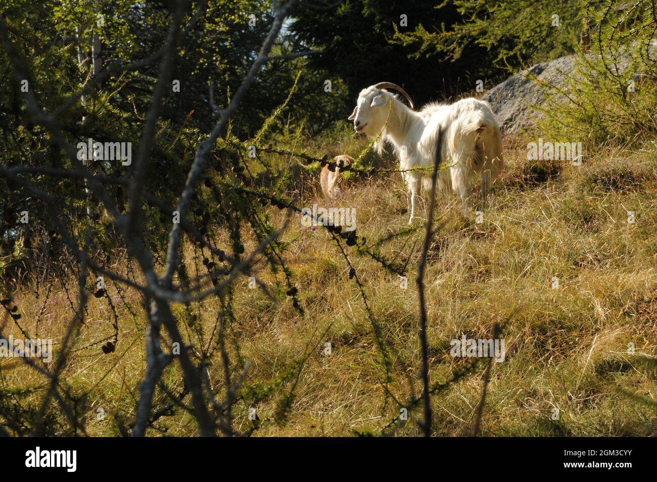Piemonte open hi-res stock photography and images - Alamy