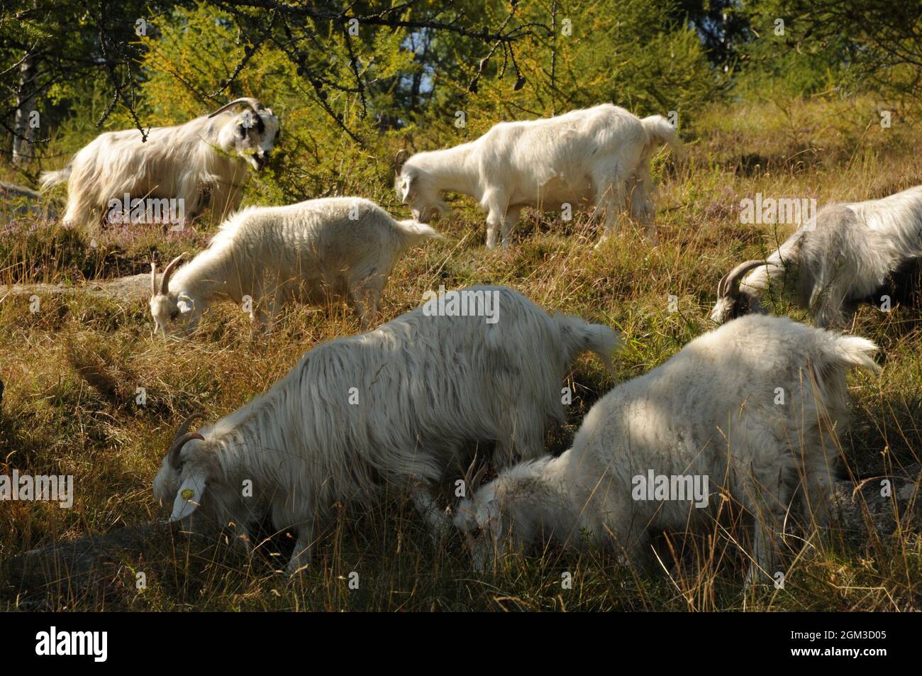 Alpi al pascolo hi-res stock photography and images - Alamy