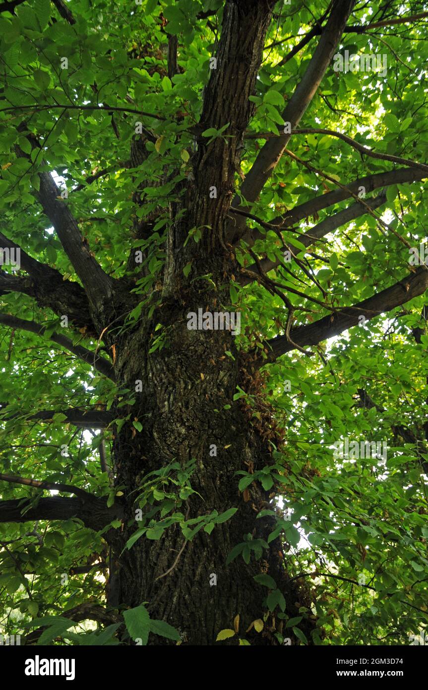 Sentiero del canada hi-res stock photography and images - Alamy