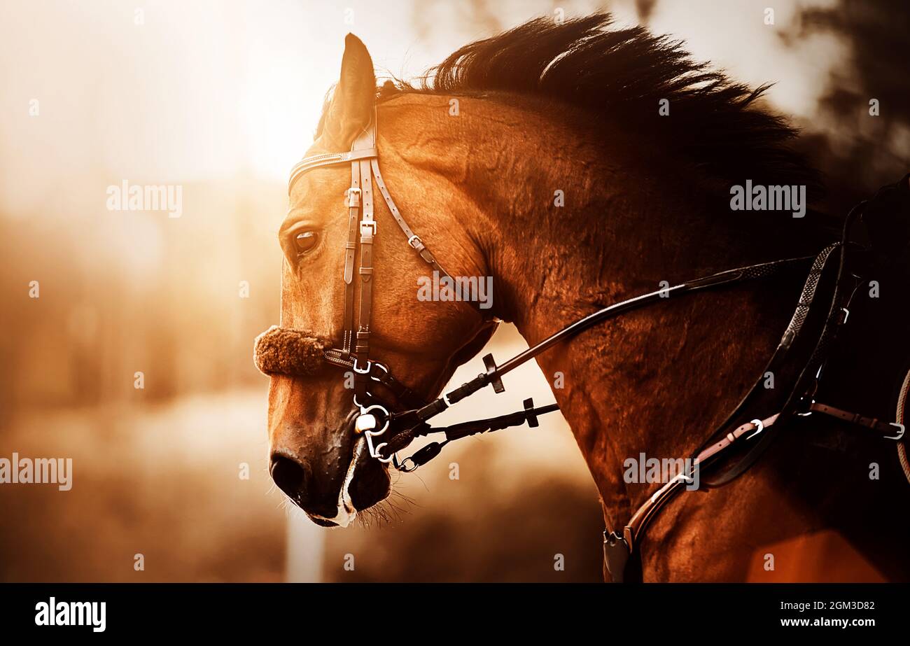 Light Bay Thoroughbred Stallion