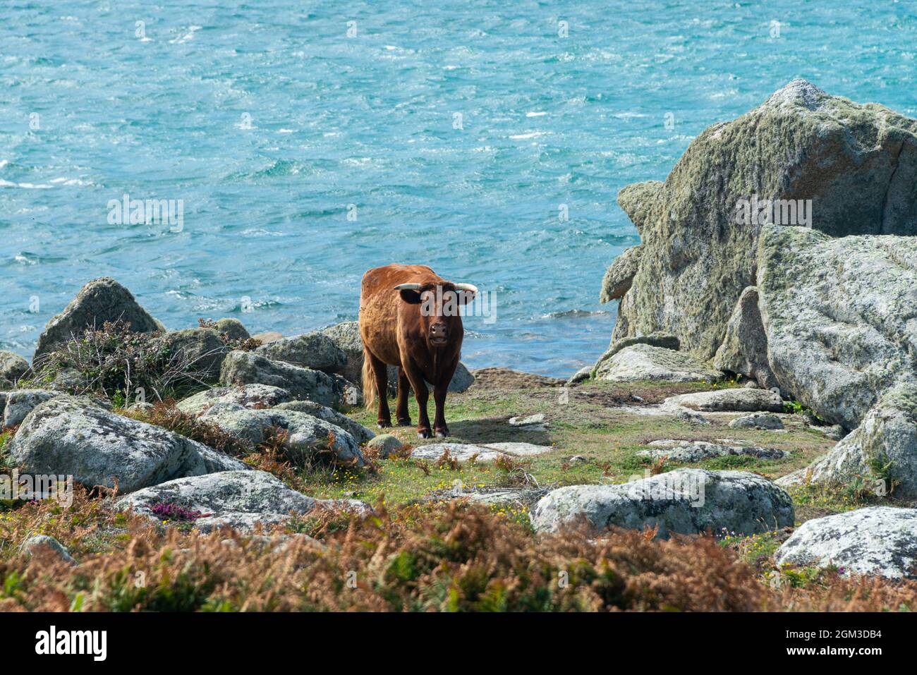 A cow on St Agnes, Isles of Scilly Stock Photo - Alamy