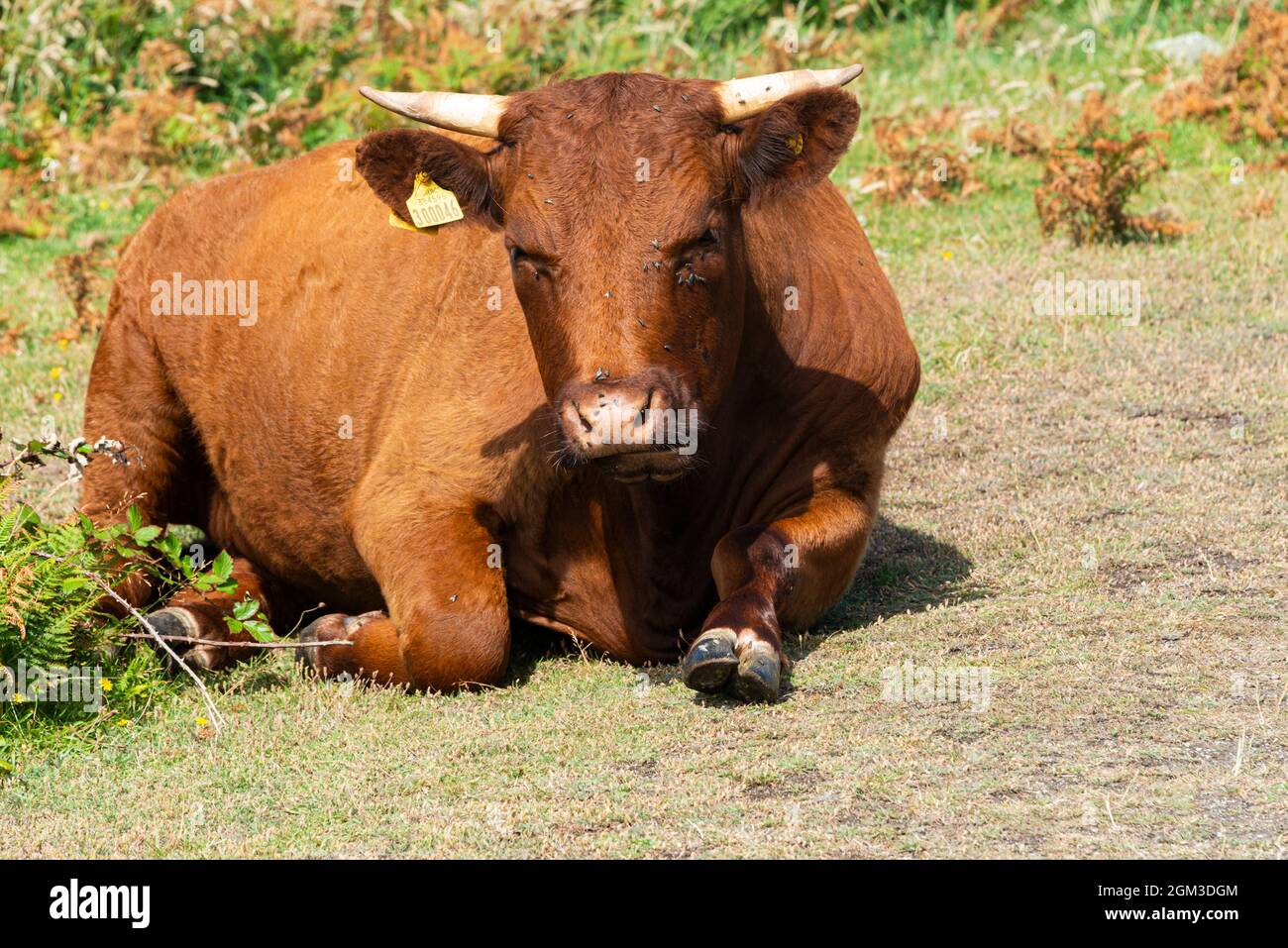 A cow lying down on St Agnes, Isles of Scilly Stock Photo - Alamy