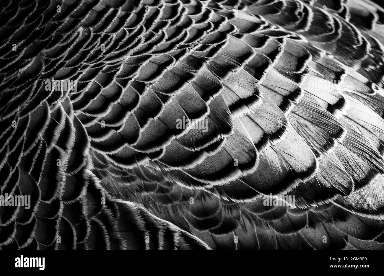 Grayscale of a texture with light on it Stock Photo - Alamy
