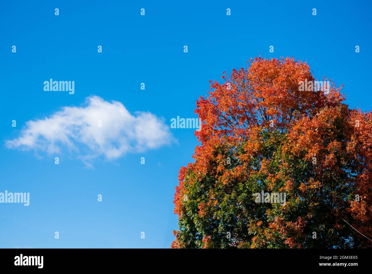 The orange tree, derby hi-res stock photography and images - Alamy