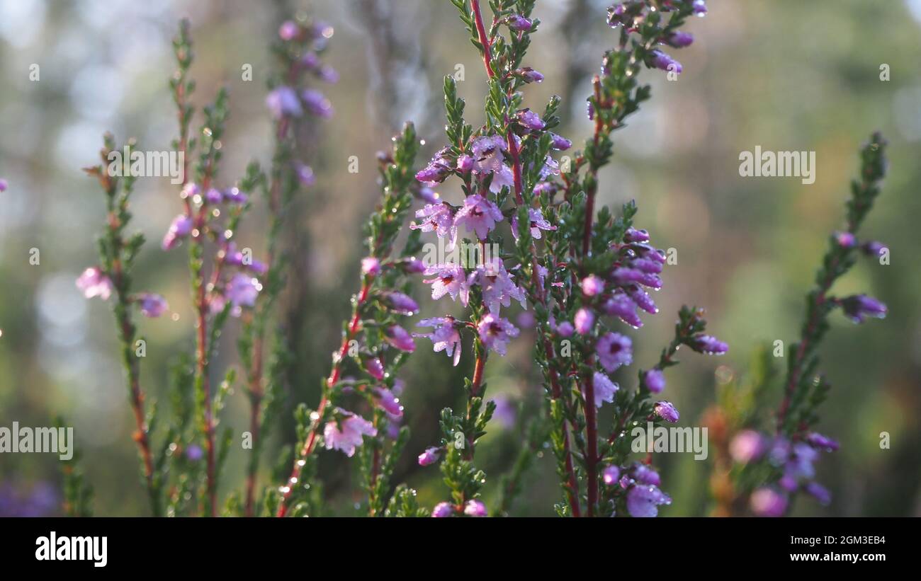 Dew Art. Finnish Flowers in a Autumn Morning. Wonderful dew sparkling ...