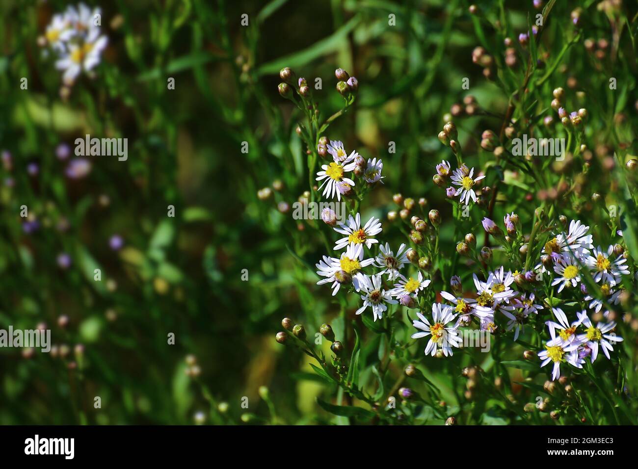 The sea aster (Tripolium pannonicum), a flower adapted to sea shores ...