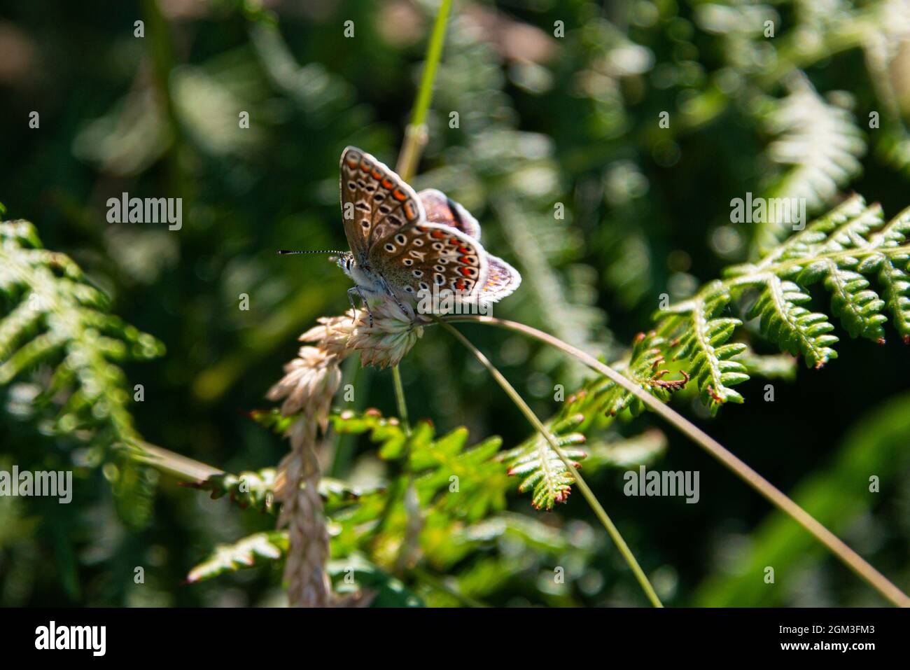 A female common blue butterfly (Polyommatus icarus Stock Photo - Alamy