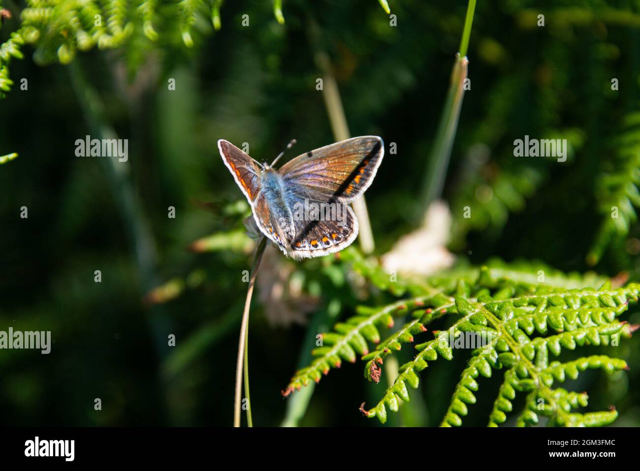 Female common blue butterfly hi-res stock photography and images - Alamy