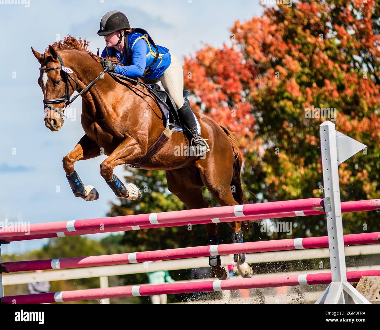 Equestrian competition photos including hunter jumper and cross country ...